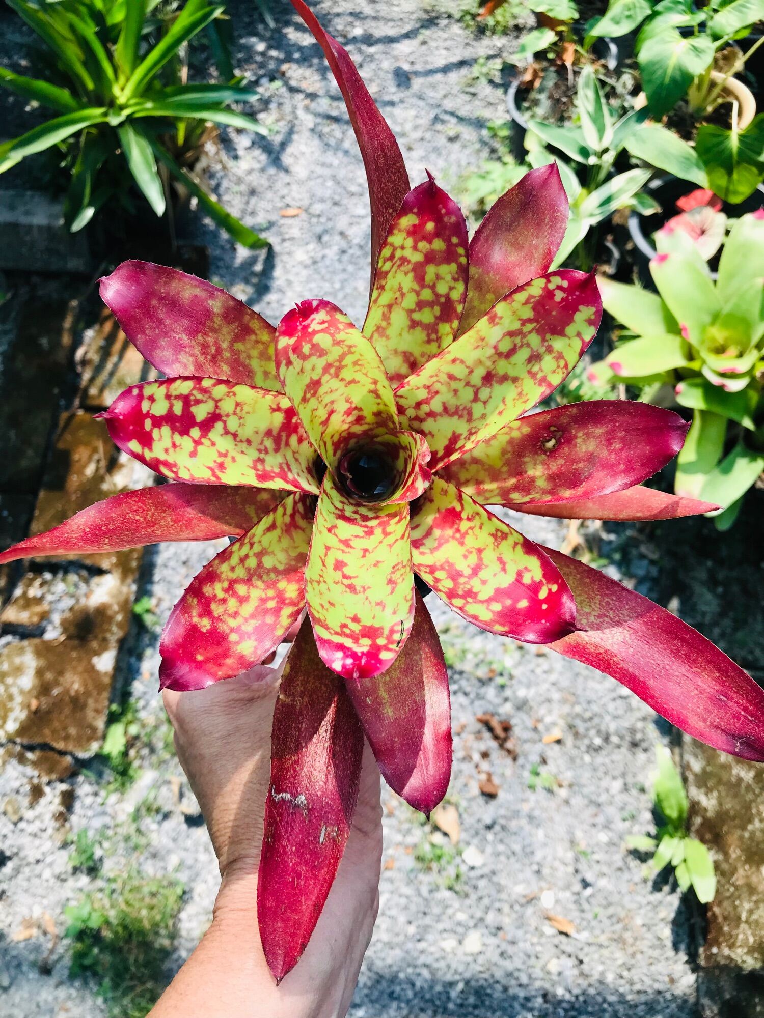 Neoregelia Winnie the Pooh ( 積水风梨 / bromeliad ) | Lazada