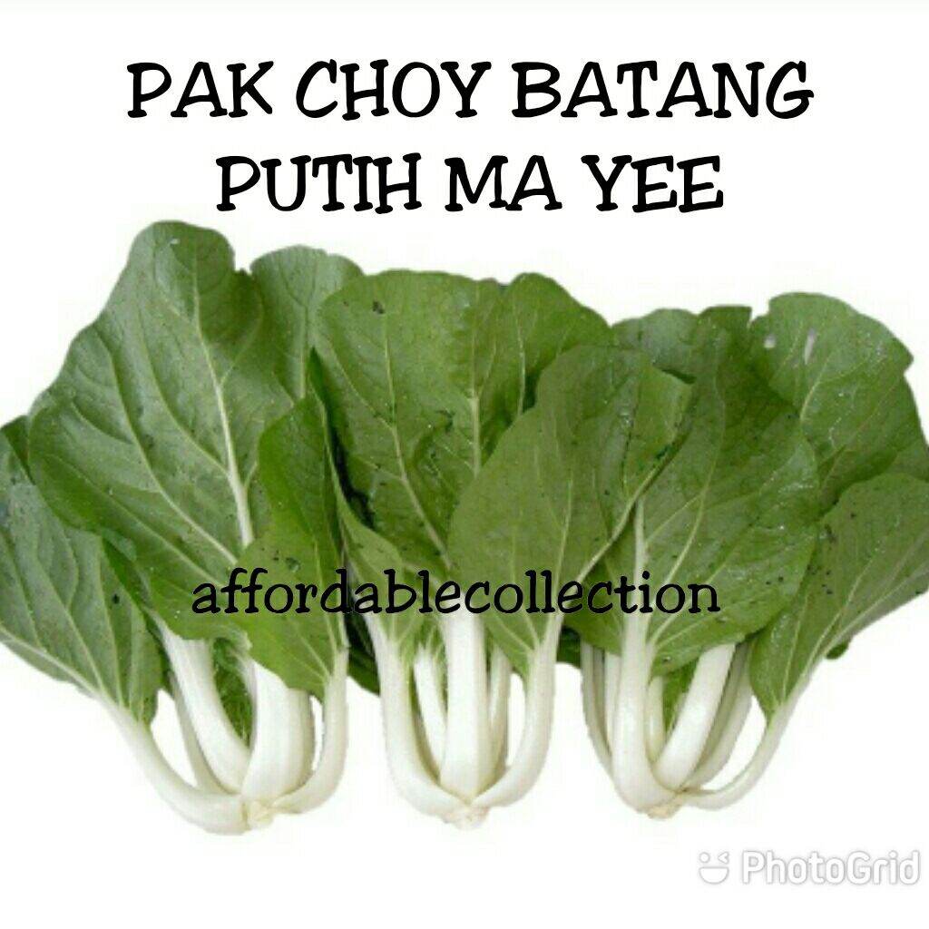 (Seed) Ma Yee Pak Choy / Biji Benih Pak Choy Batang Putih Ma Yee | Lazada
