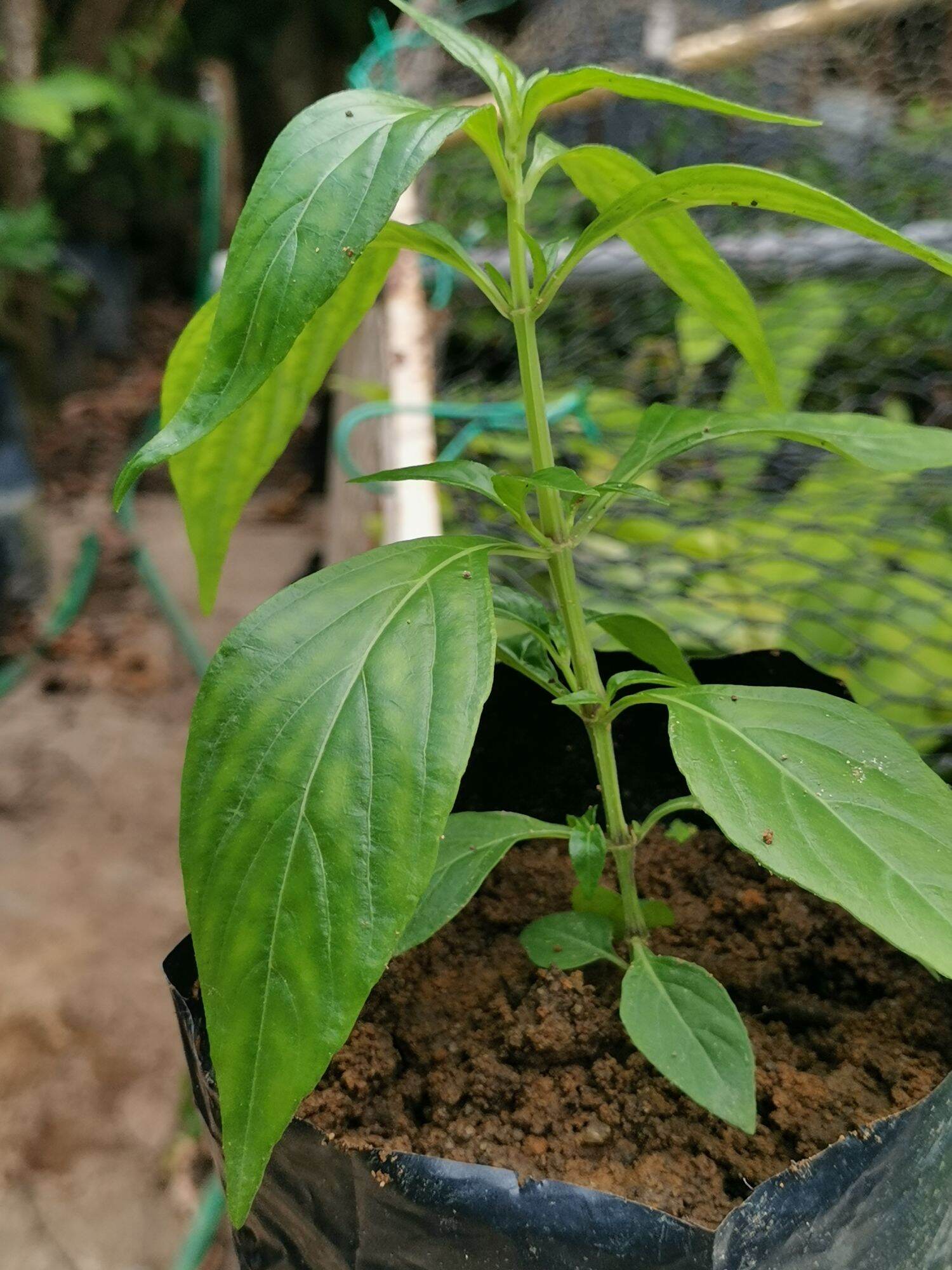 Anak Pokok Hempedu Bumi | Lazada