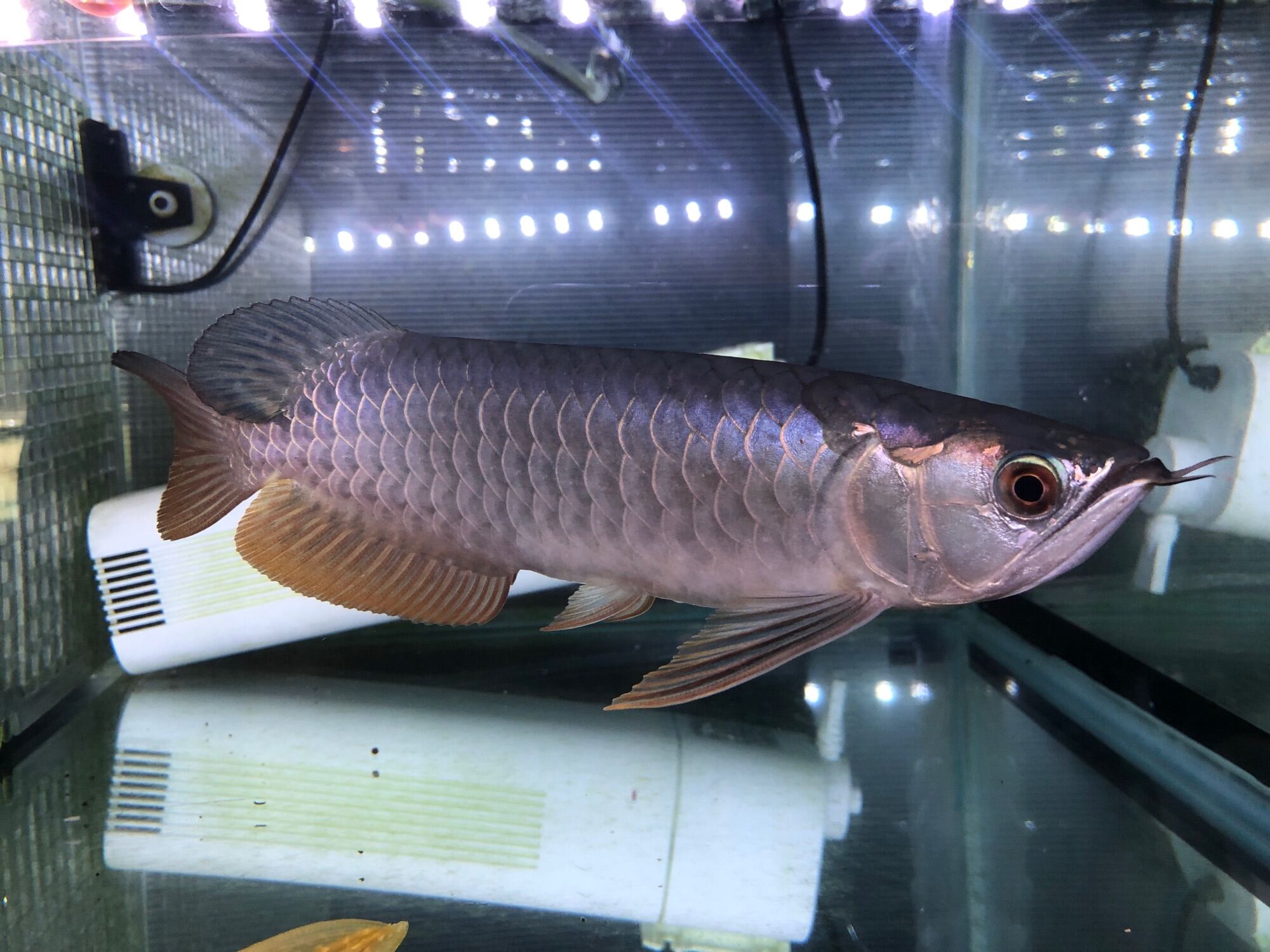 crossback arowana purple color. MGBB. Malaysia cross back arowana.过背龙鱼紫底,kelisa crossback | Lazada
