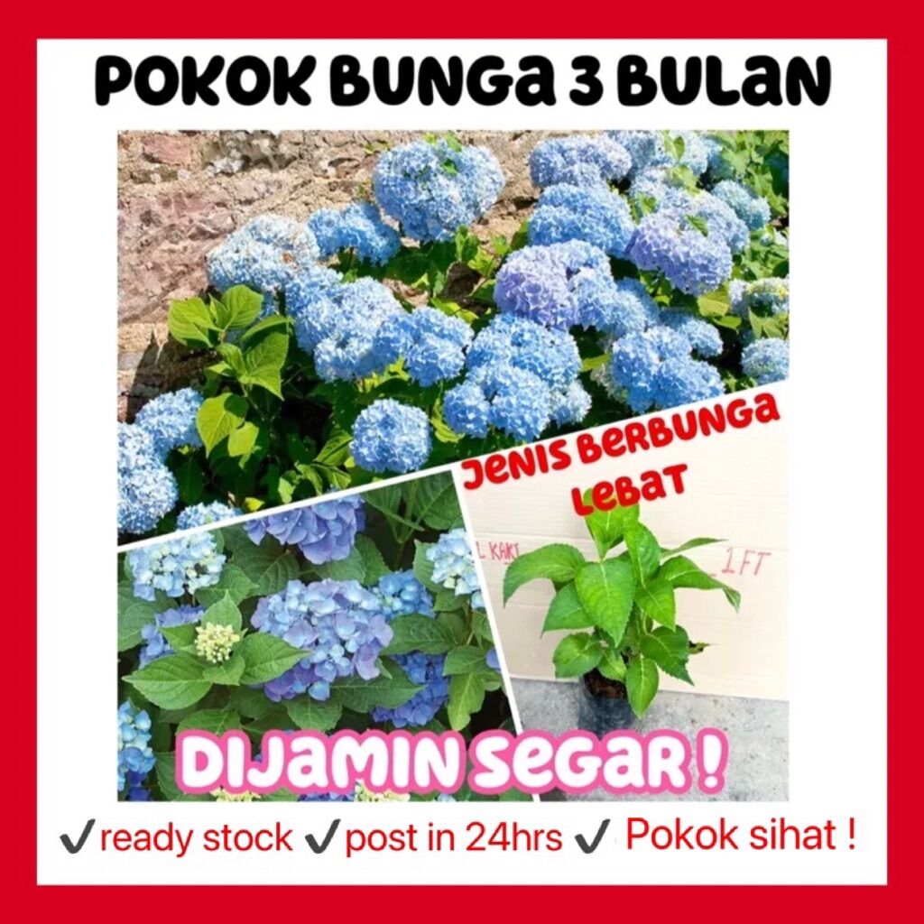 Rina • pokok bunga 3 bulan • hydrangea jenis kampung siti zubaidah ...