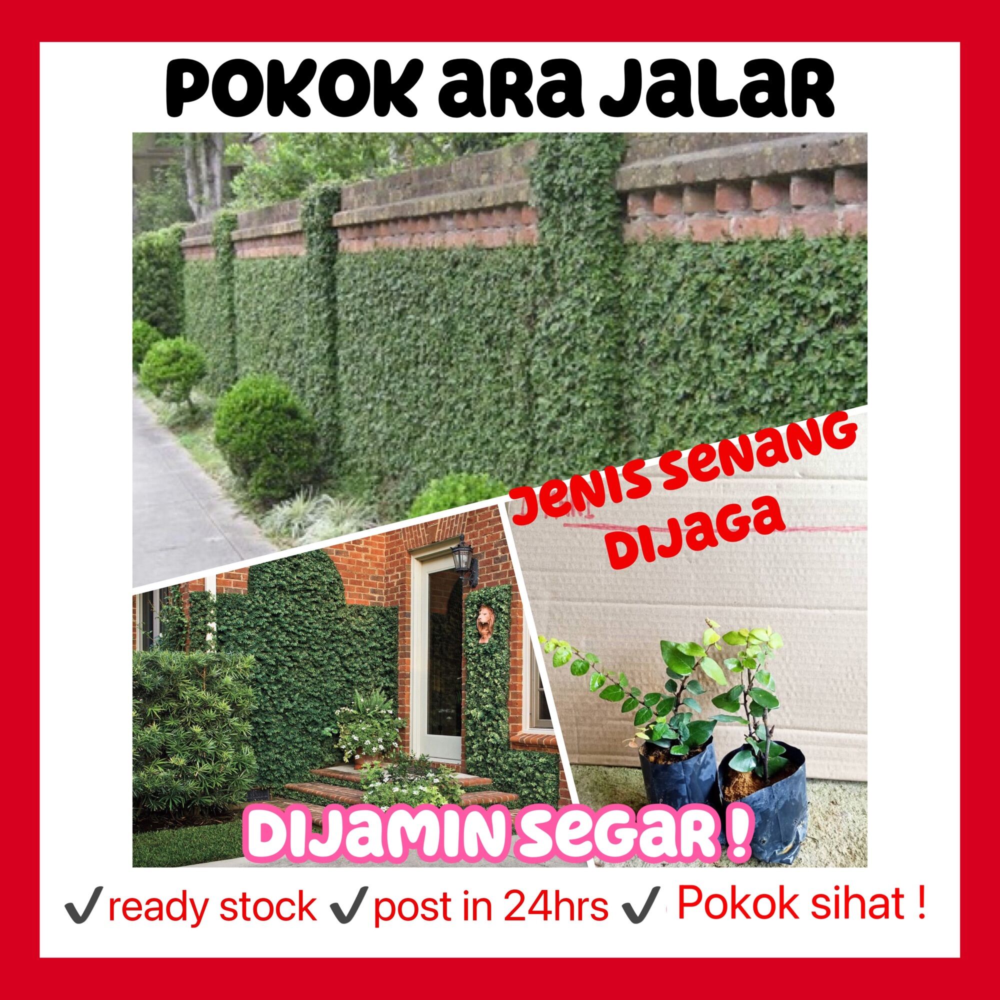 rina • pokok ara jalar 1 bag kecil • one bag ficus pumila creeping fig ...