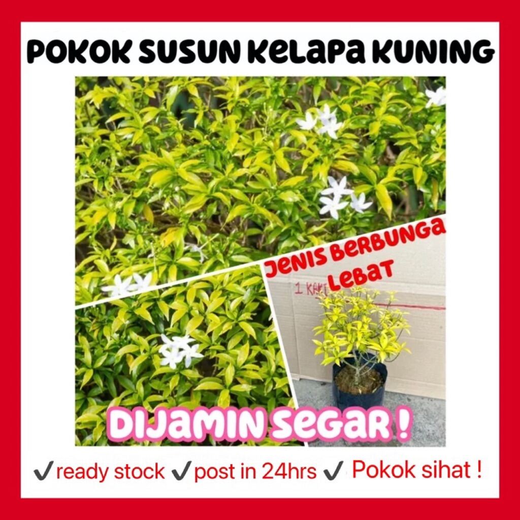 Rina • pokok bunga Susun kelapa kuning • jenis tinggi tabernaemontana ...