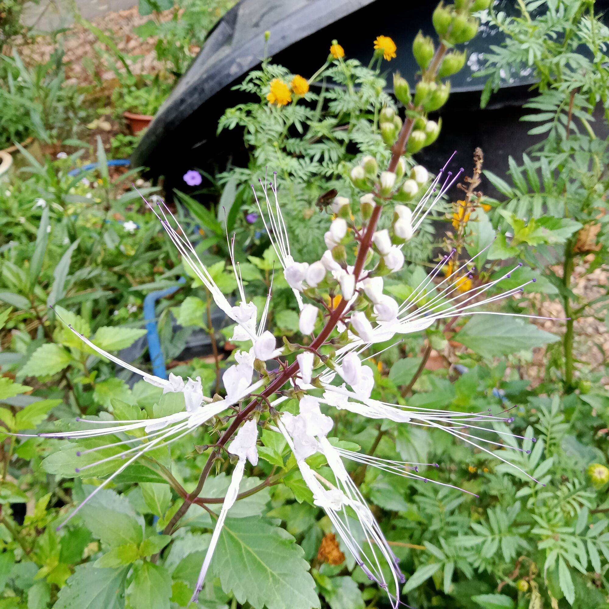 Pokok misai kucing bunga putih | Lazada