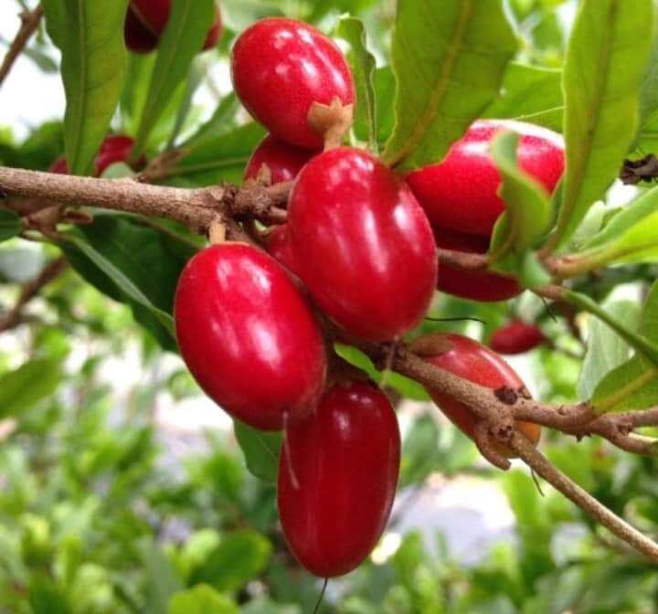 Miracle Fruit Berry /Pokok Buah Ajaib | Lazada