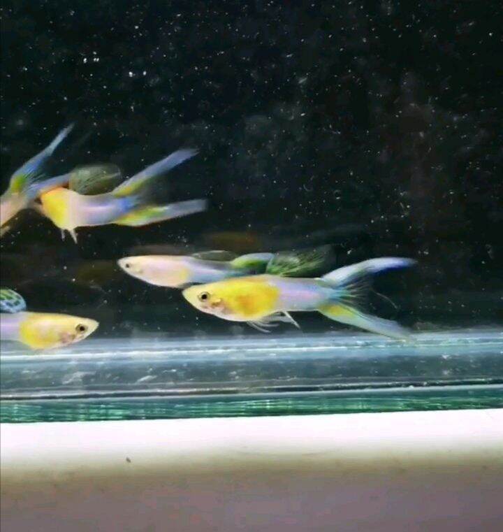 Guppy pair (Japan Blue Double Sword) | Lazada
