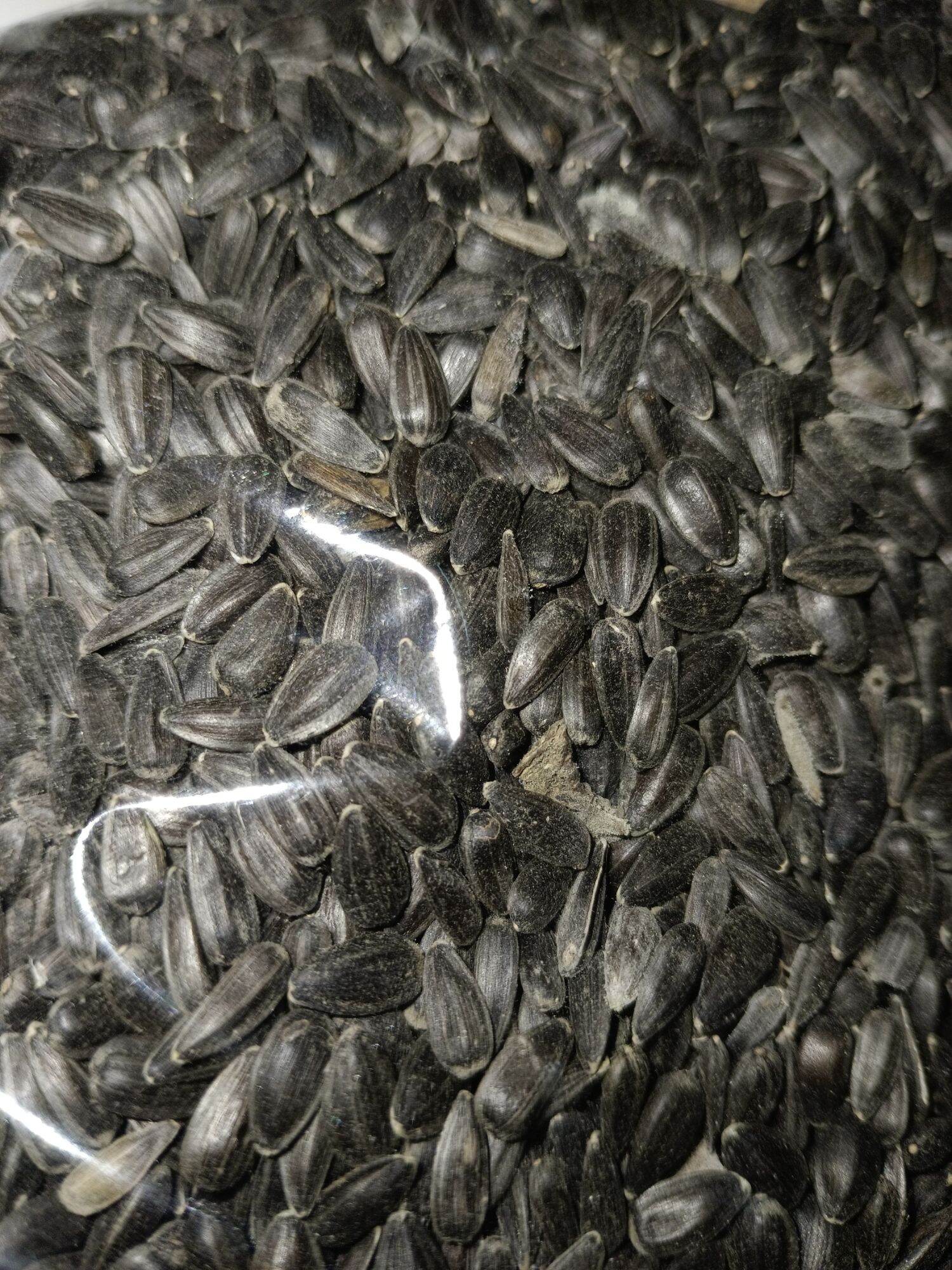 kuaci kecil hitam | Lazada