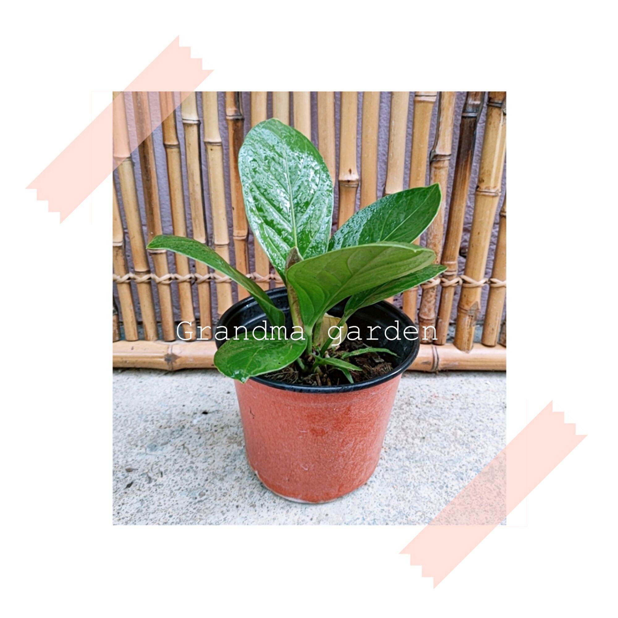 (GG real plant) anthurium jemani ^ pokok hidup hiasan rumah jungle bush ...
