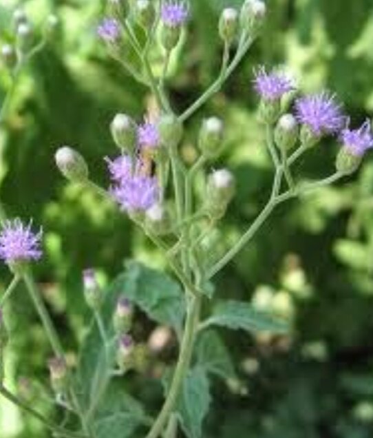 Pokok sawi langit Vernonia cinerea | Lazada