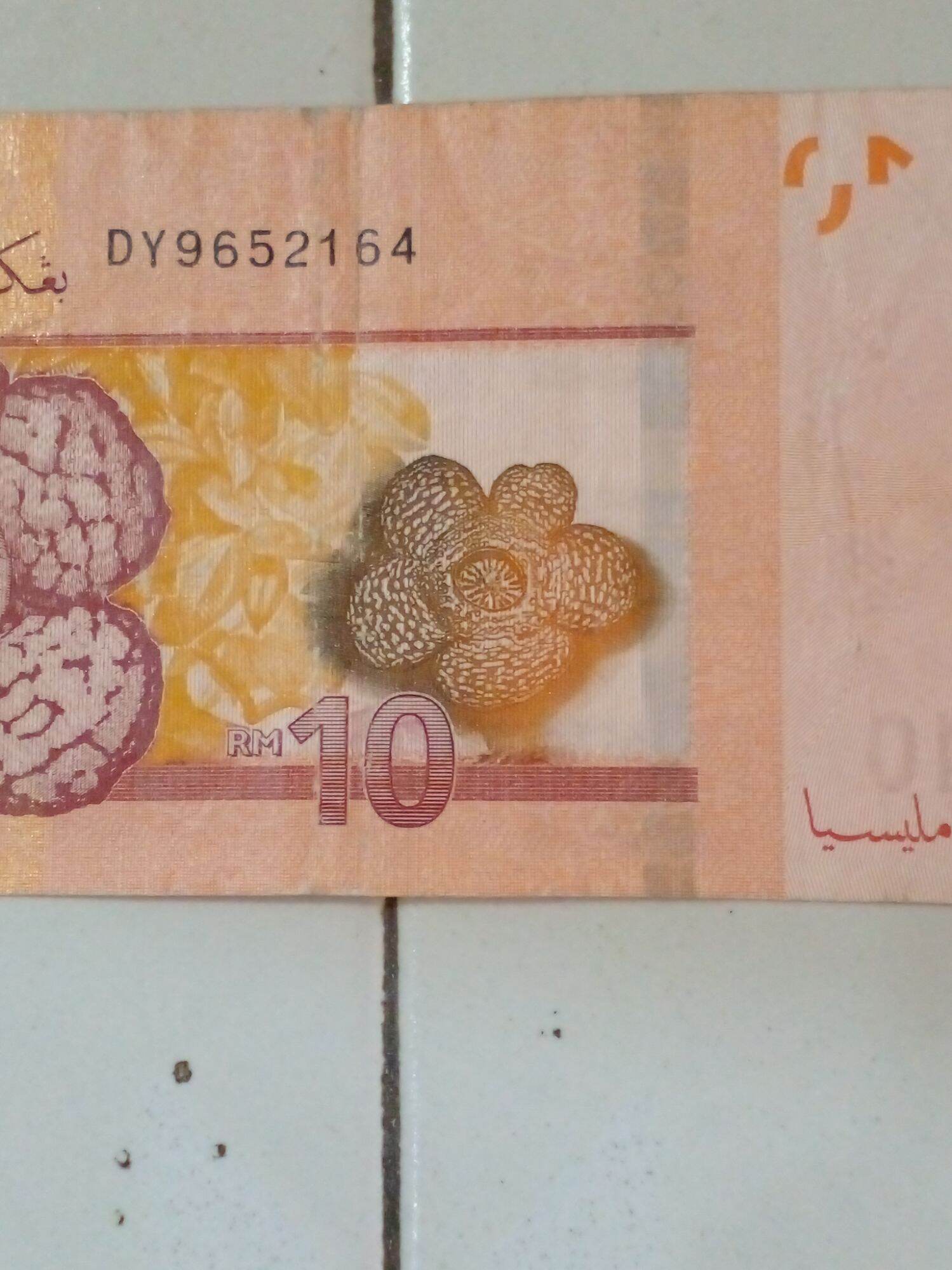 Rm 10 (black rafflesia) | Lazada