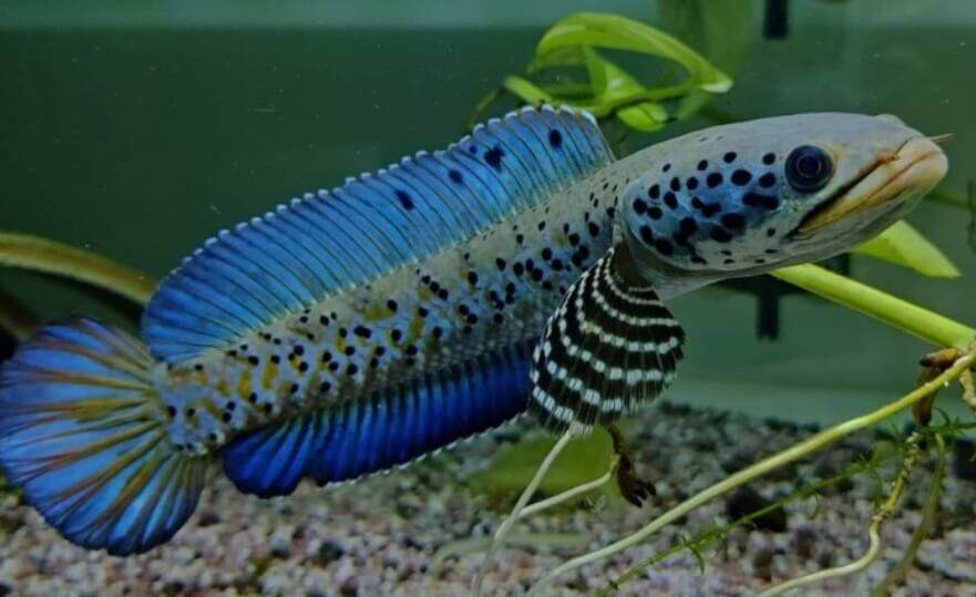 Channa orna yellow fish lips 8 inches , hifin, mental cun | Lazada