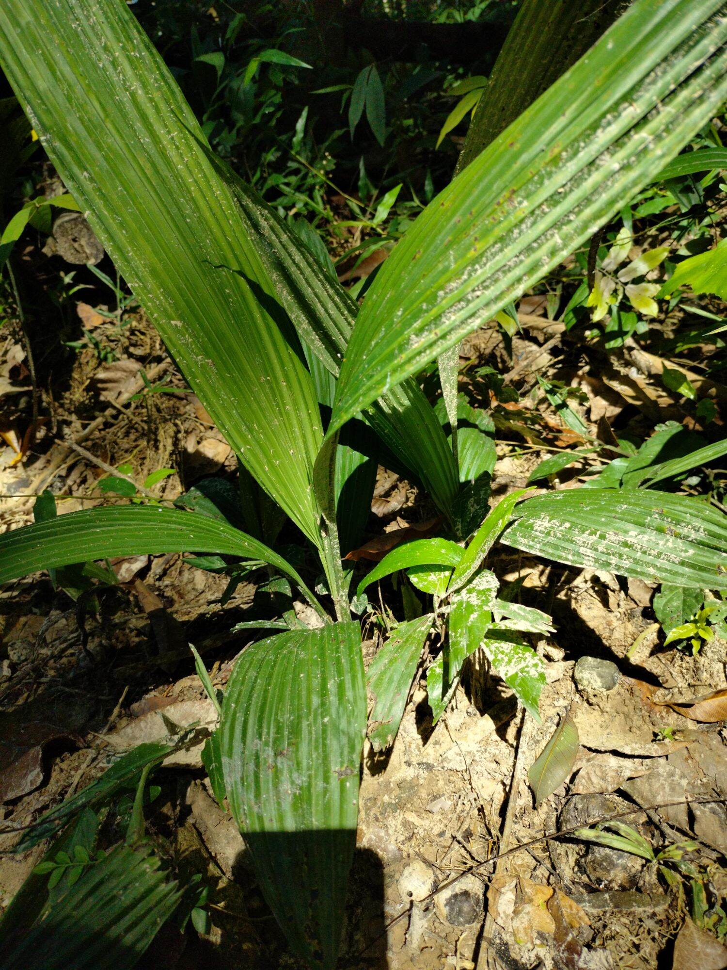pokok lemba | Lazada