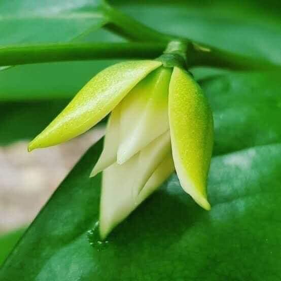 Pokok bunga wangi lecek / kapur / Anaxagorea javanica | Lazada