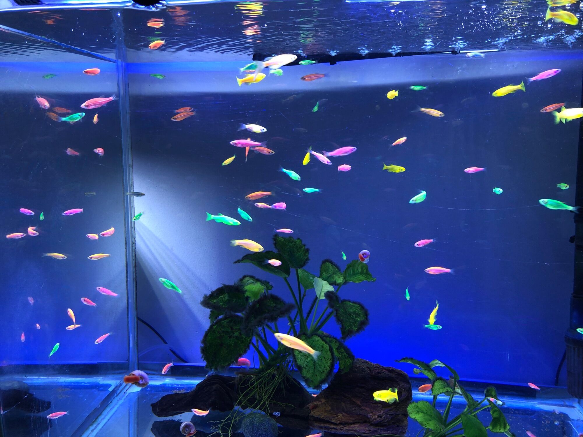 Aquarium fish Danio Zebra (NO COD)- 8 glowing fish assorted colours. No ...