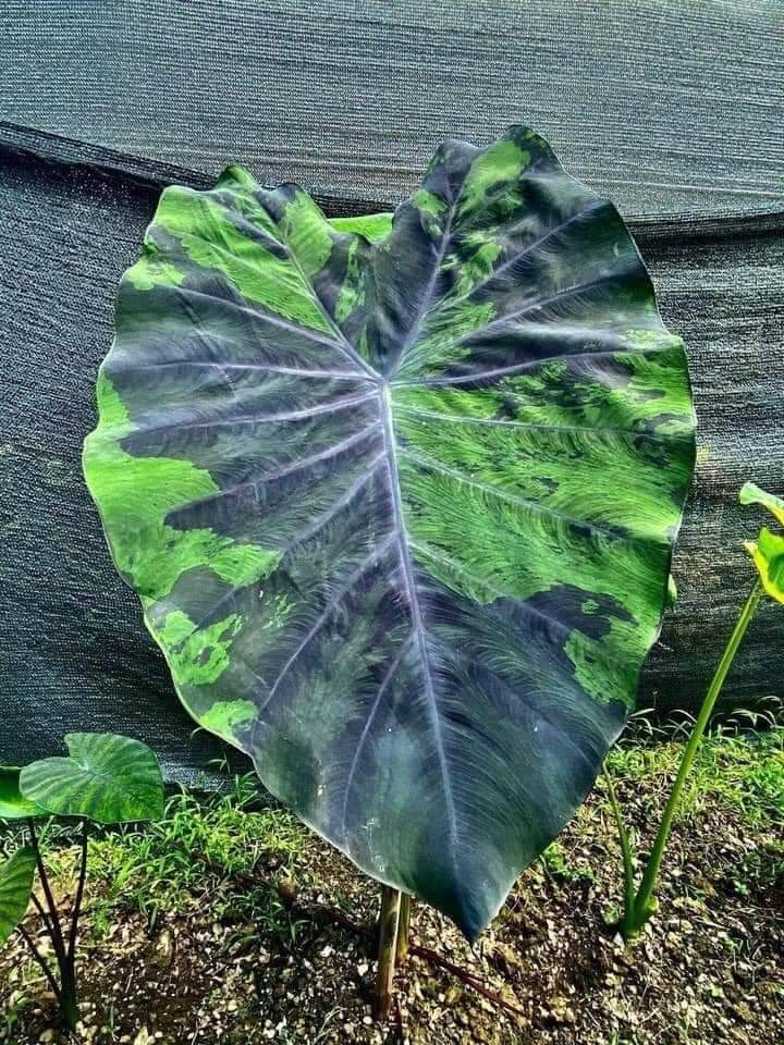 Colocasia Ubi / Sulur / Batang FREST CUT | Lazada
