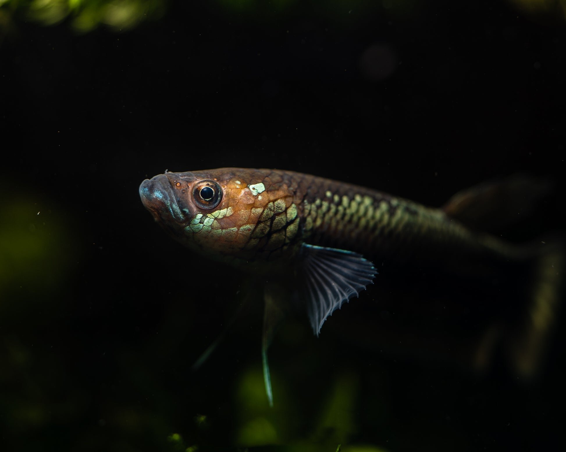 Wild Betta Ocellata (Pair) | Lazada