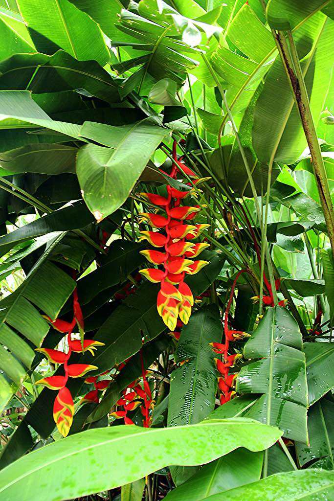 Heliconia Rostrata Ruiz/ Jual batang benih | Lazada