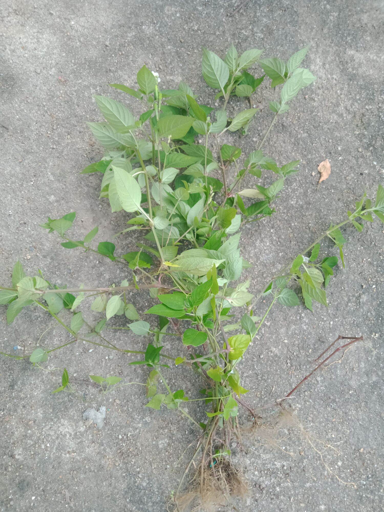 Asystasia gangetica, pokok ara songsang | Lazada