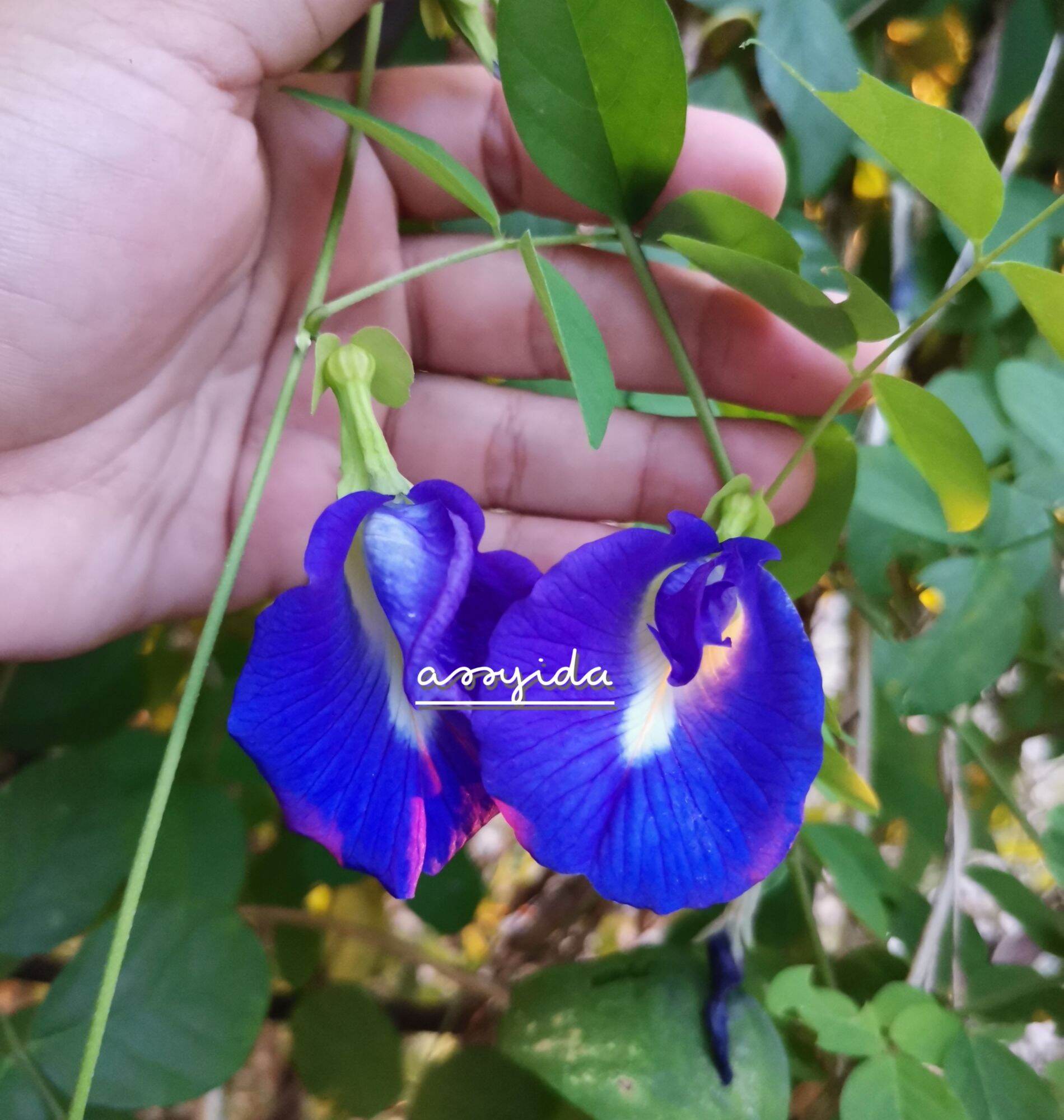 28 BIJI BENIH POKOK BUNGA TELANG | Lazada
