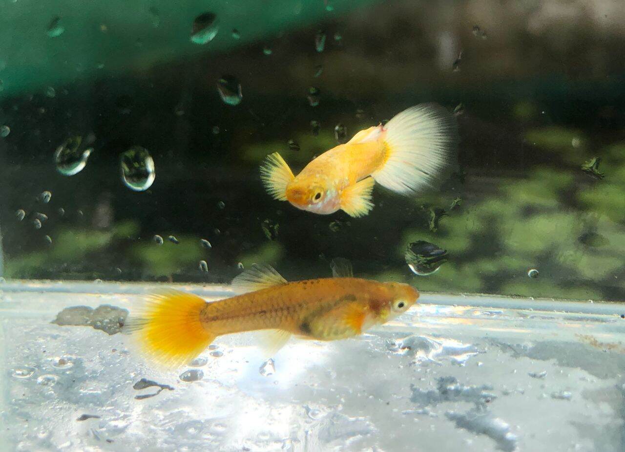 Guppy 24k Gold | ikan guppi gold | Guppy fish | guppy pure strain ...