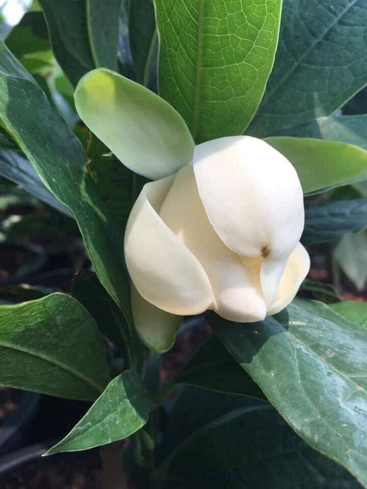 Pokok bunga wangi cempaka telur putih, kuning dan pink | Lazada