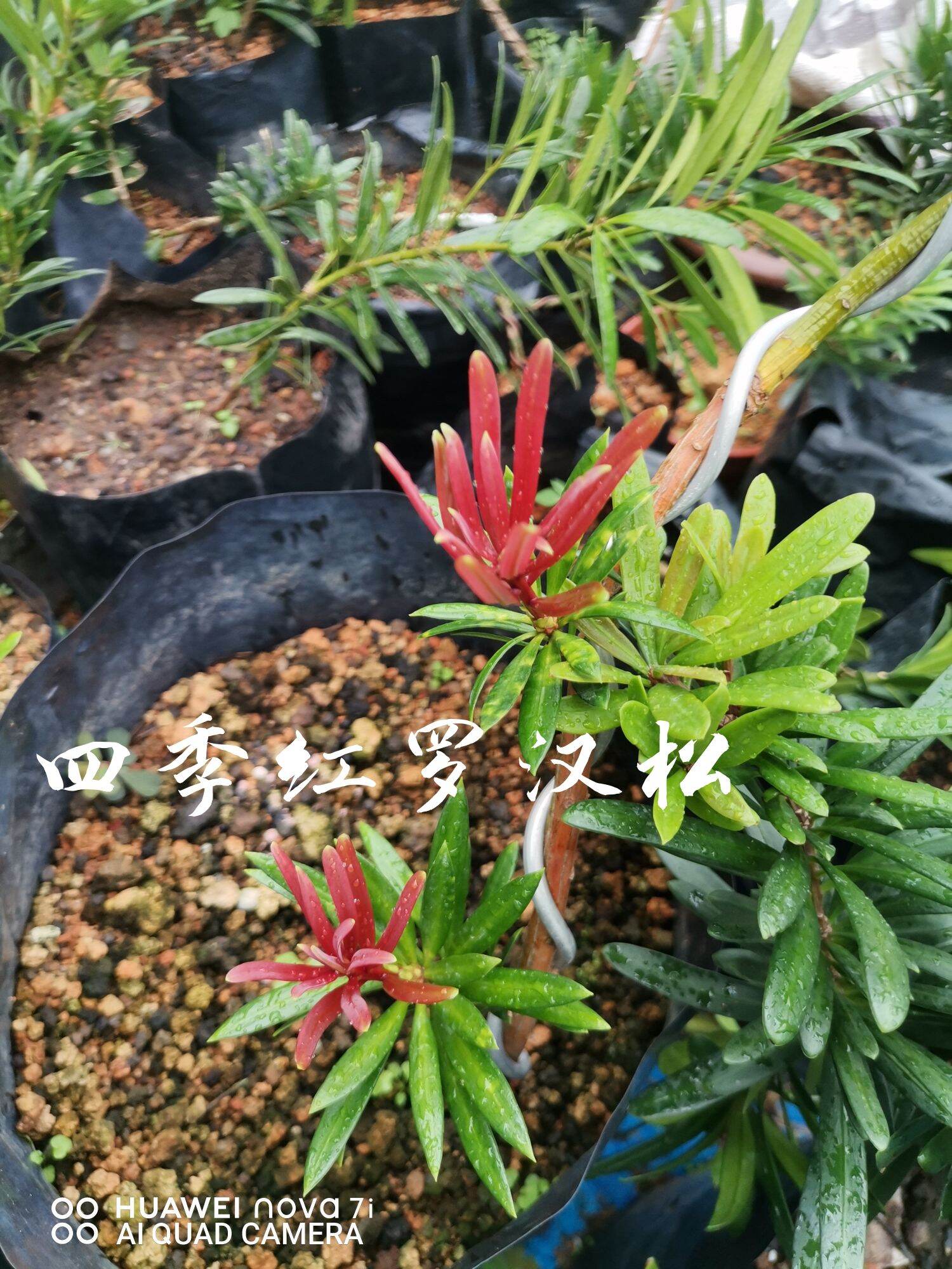 Shop online with RONG JING BONSAI now! Visit RONG JING BONSAI on Lazada.