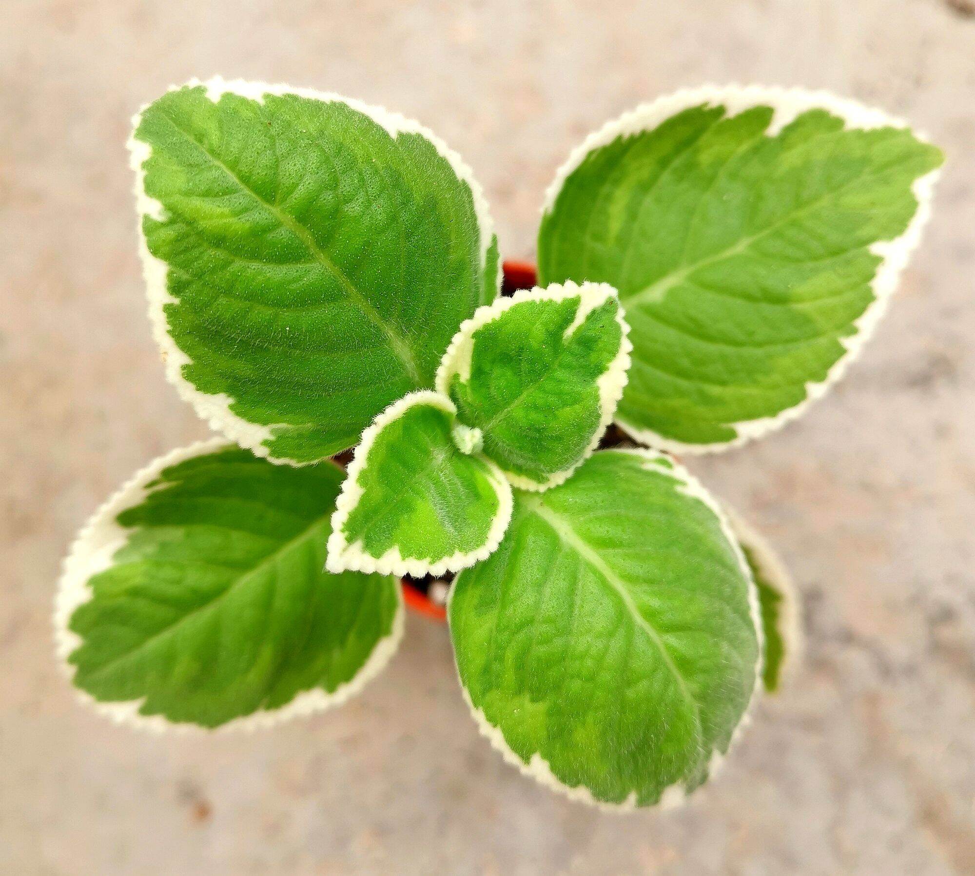 碰碰香锦多肉植物Plectranthus hadiensis var. tomentosus (Benth.) Codd） | Lazada