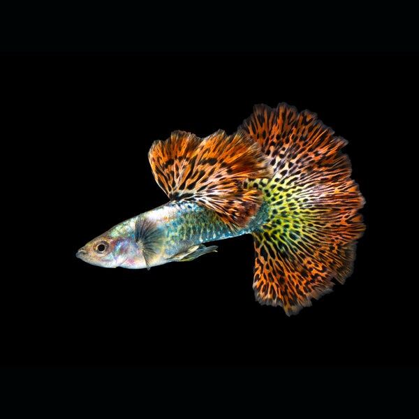 Red Dragon Dumbo Guppy Pair (Thailand) Grade A | Lazada