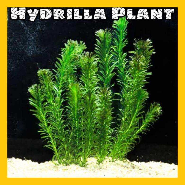 Hydrilla (Aquatic plant) | Lazada