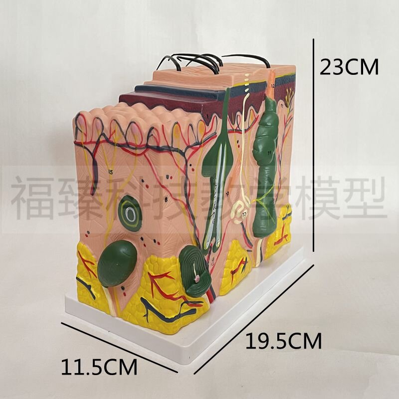 Hair Growth Cycle Model Scalp Structure Subcutaneous Tissue Hair Loss ...