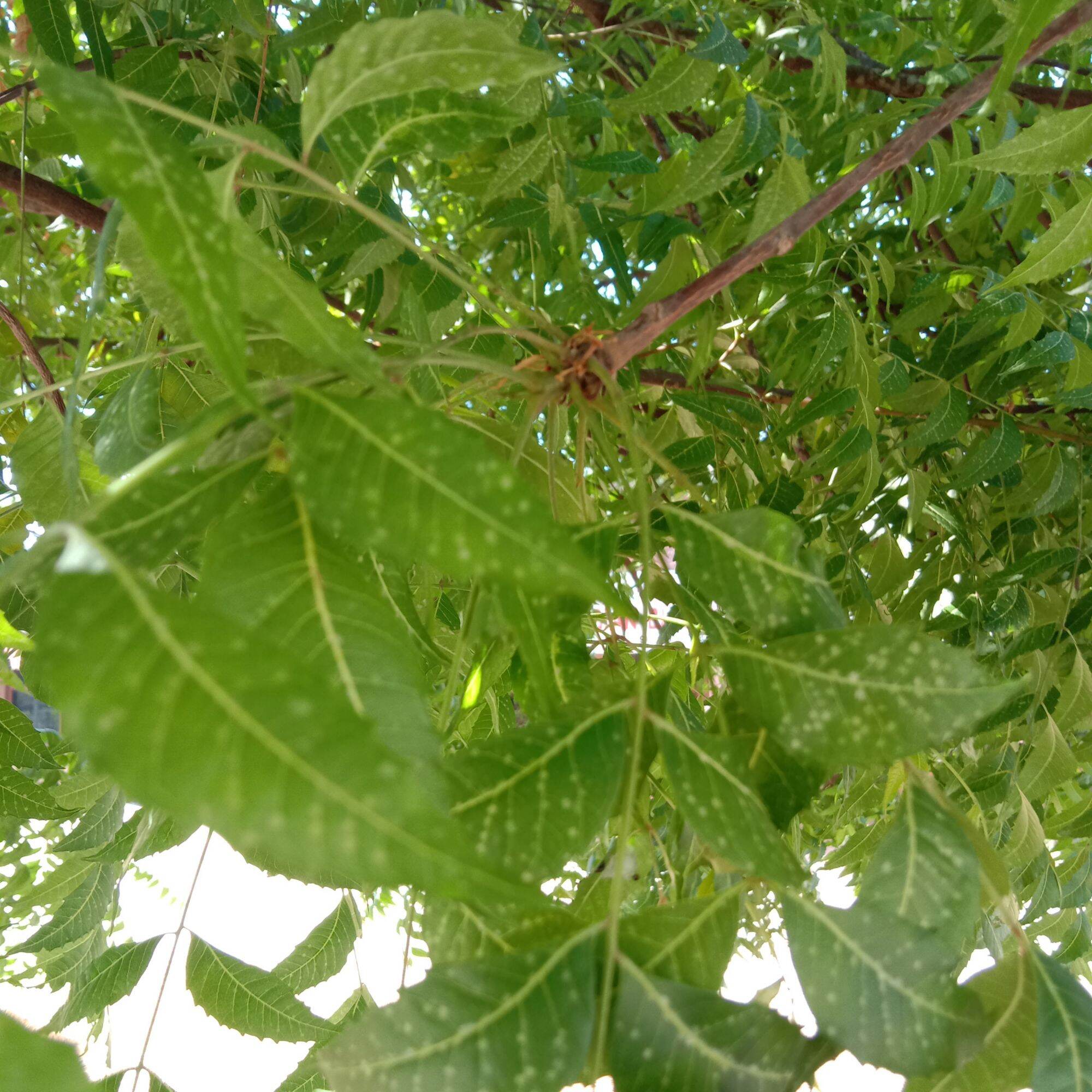 DAUN SEMAMBU / DAUN LAKSAMANA / 100 GRAM LEBIH. | Lazada