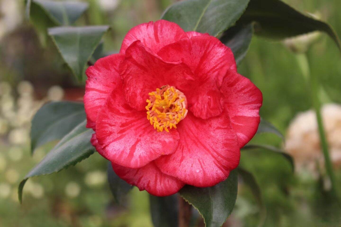 （Rare Dreed）Anak pokok Bunga Camelia Wangi, pokok camelia plant ...