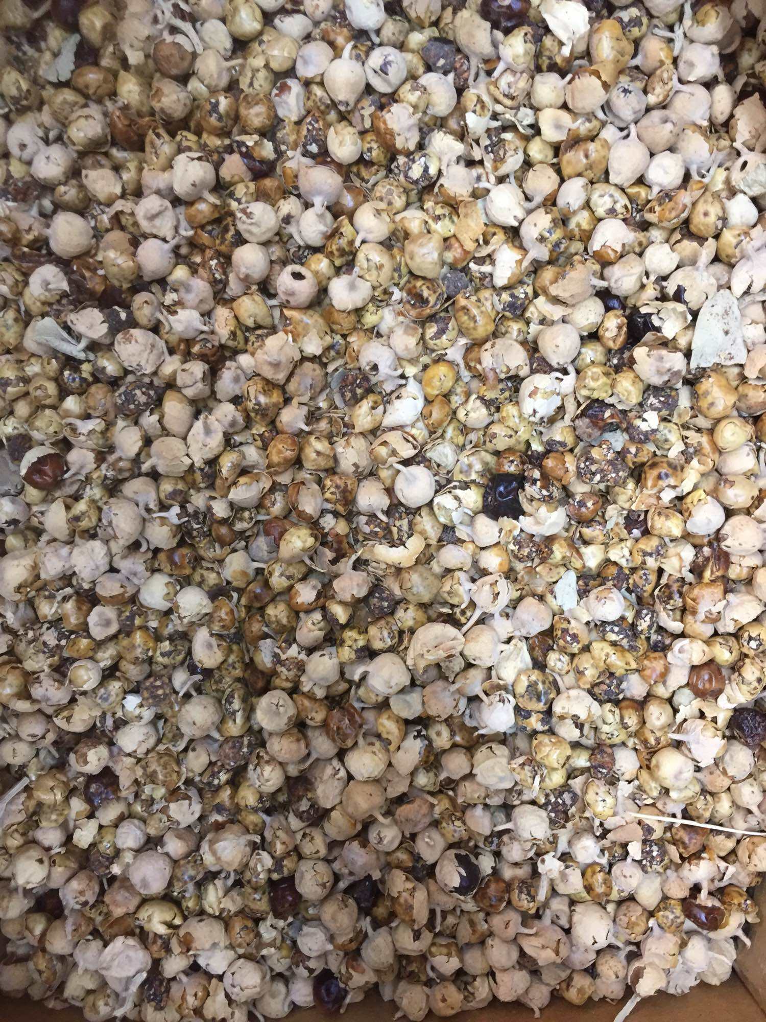 Paneer Poo / Indian Rennet 50g/100g/250g | Lazada