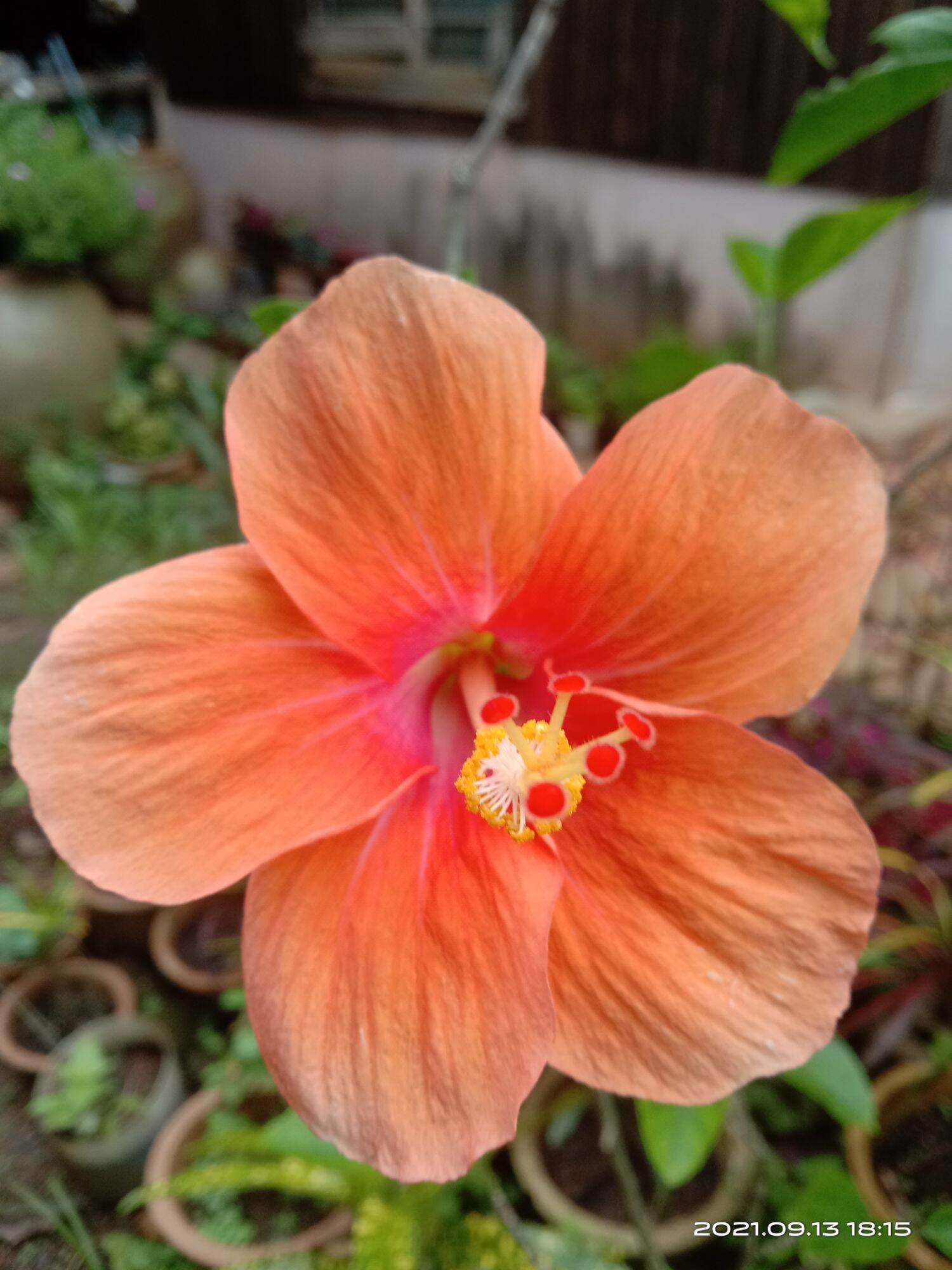 Anak Pokok Bunga Raya Warna Orange🌺🌺 | Lazada