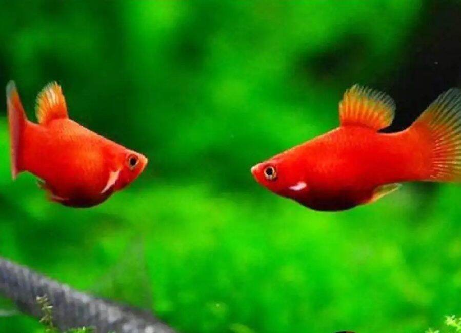 RED MOLLY FISH/红豆(SUPER RED) | Lazada