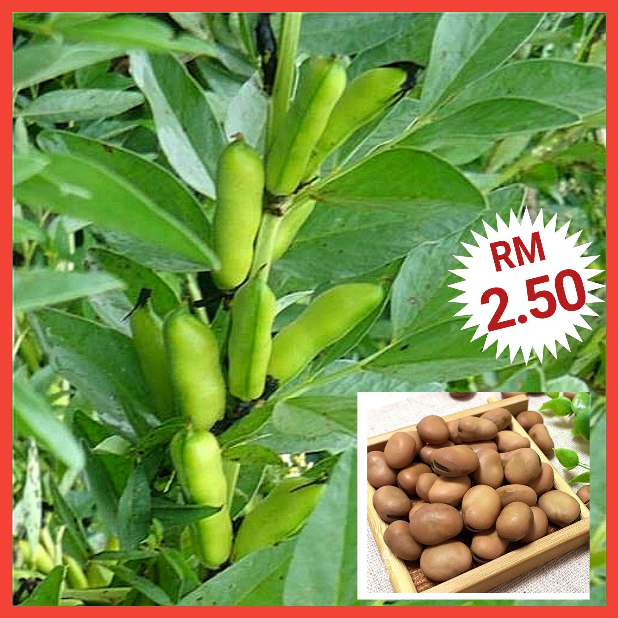K2 Small Broad Bean Seeds (10 psc) Biji Benih Kacang Pa.rang Kecil ...