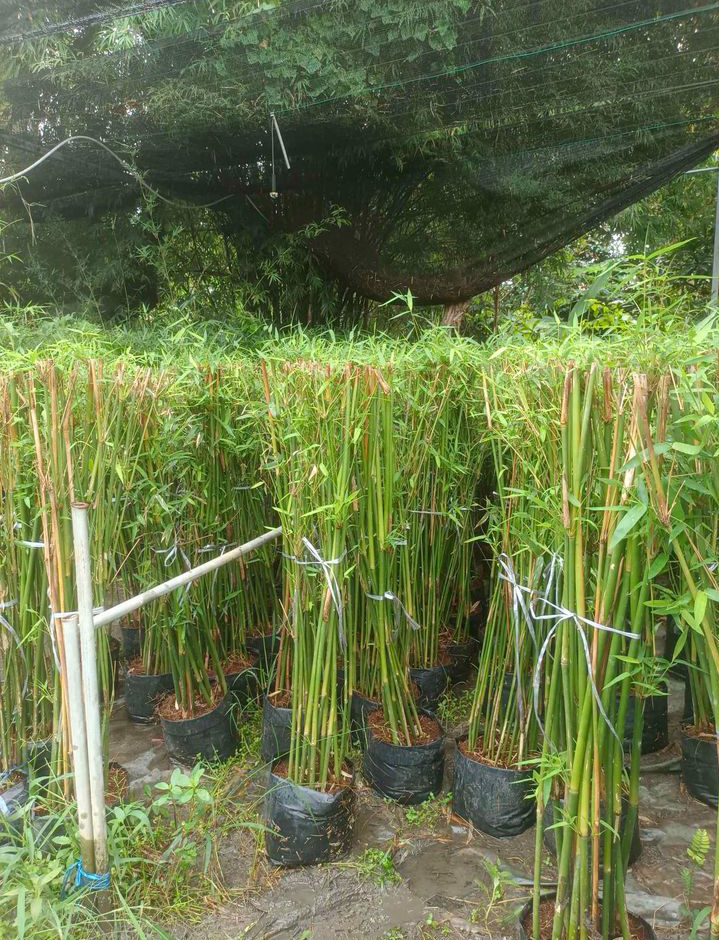 Pokok Buluh Pagar | Lazada