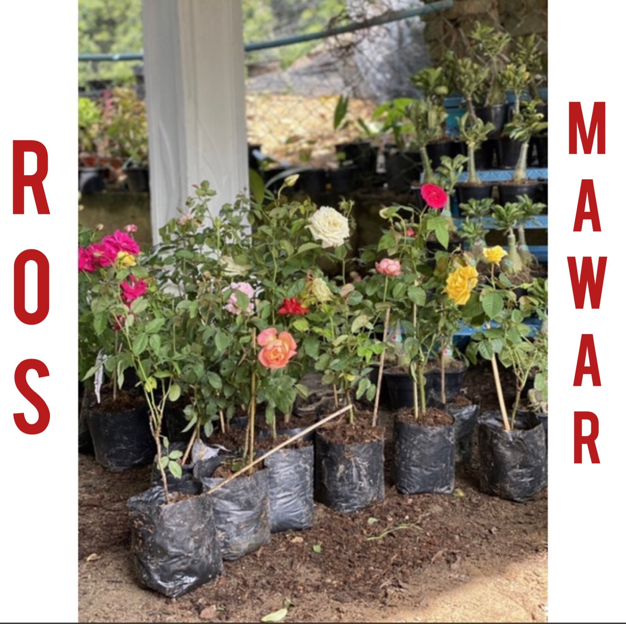 Pokok Bunga rose mawar ( hybrid ) thai murah/ rose mawar | Lazada