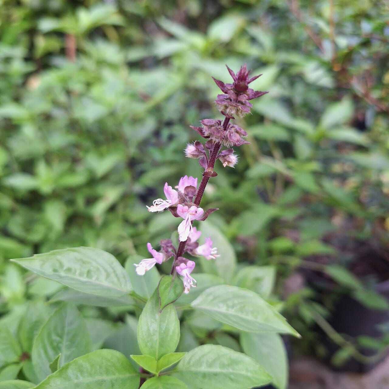 Pokok Thai basil pokok daun selasih pokok herba | Lazada