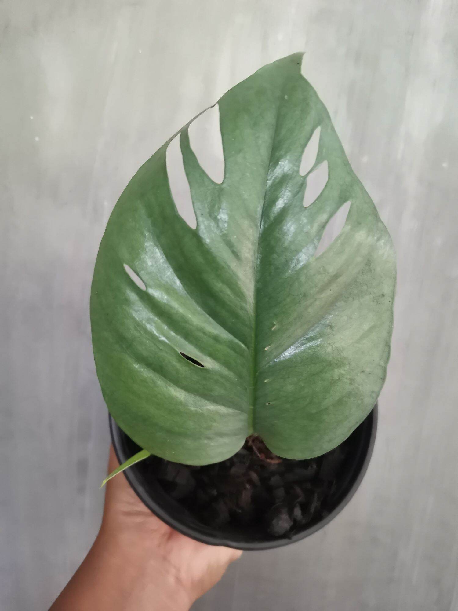 Philodendron Cebu Blue/ Daun Matang/Ready stock ️ | Lazada