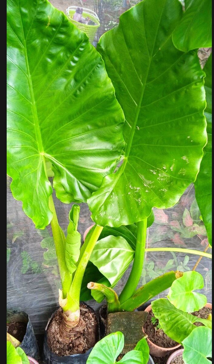 anak pokok keladi belalai gajah. pokok hidup perhiyasan. daun lebar dan ...