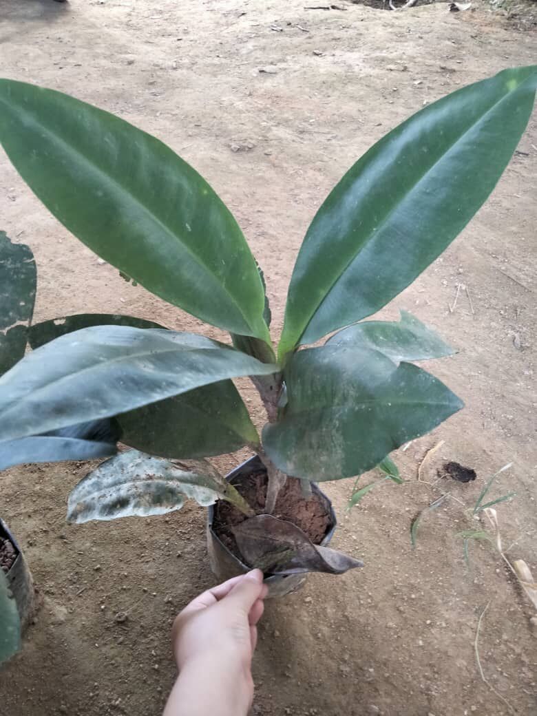 pokok kacip fatimah | Lazada
