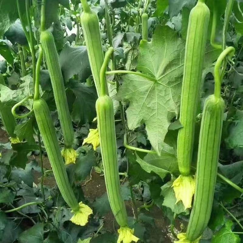 Benih Petola Wangi Panjang / Long Luffa Seeds / 长香丝瓜籽”8pcs | Lazada
