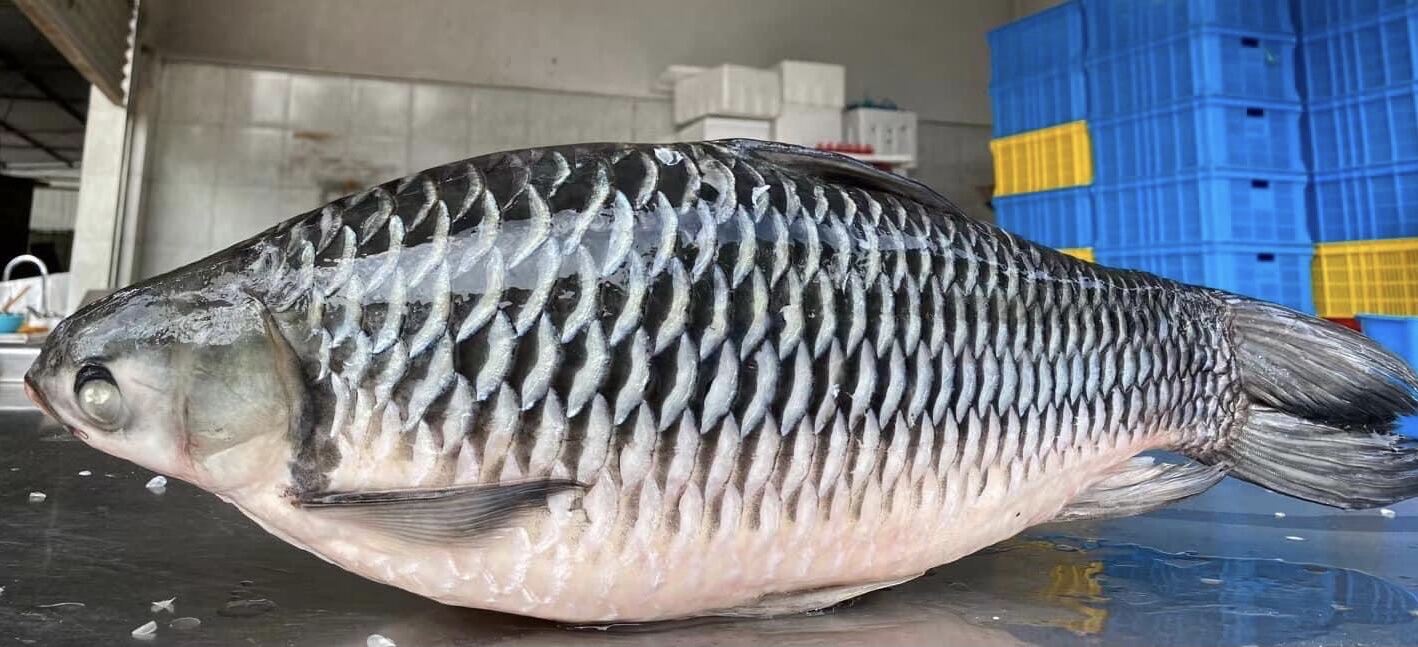 🥇 BLACK EMPEROR WILD RIVER FISH SARAWAK 2.1kg-2.48kg / 黑皇帝鱼 - FREE DELIVERY TO NATION