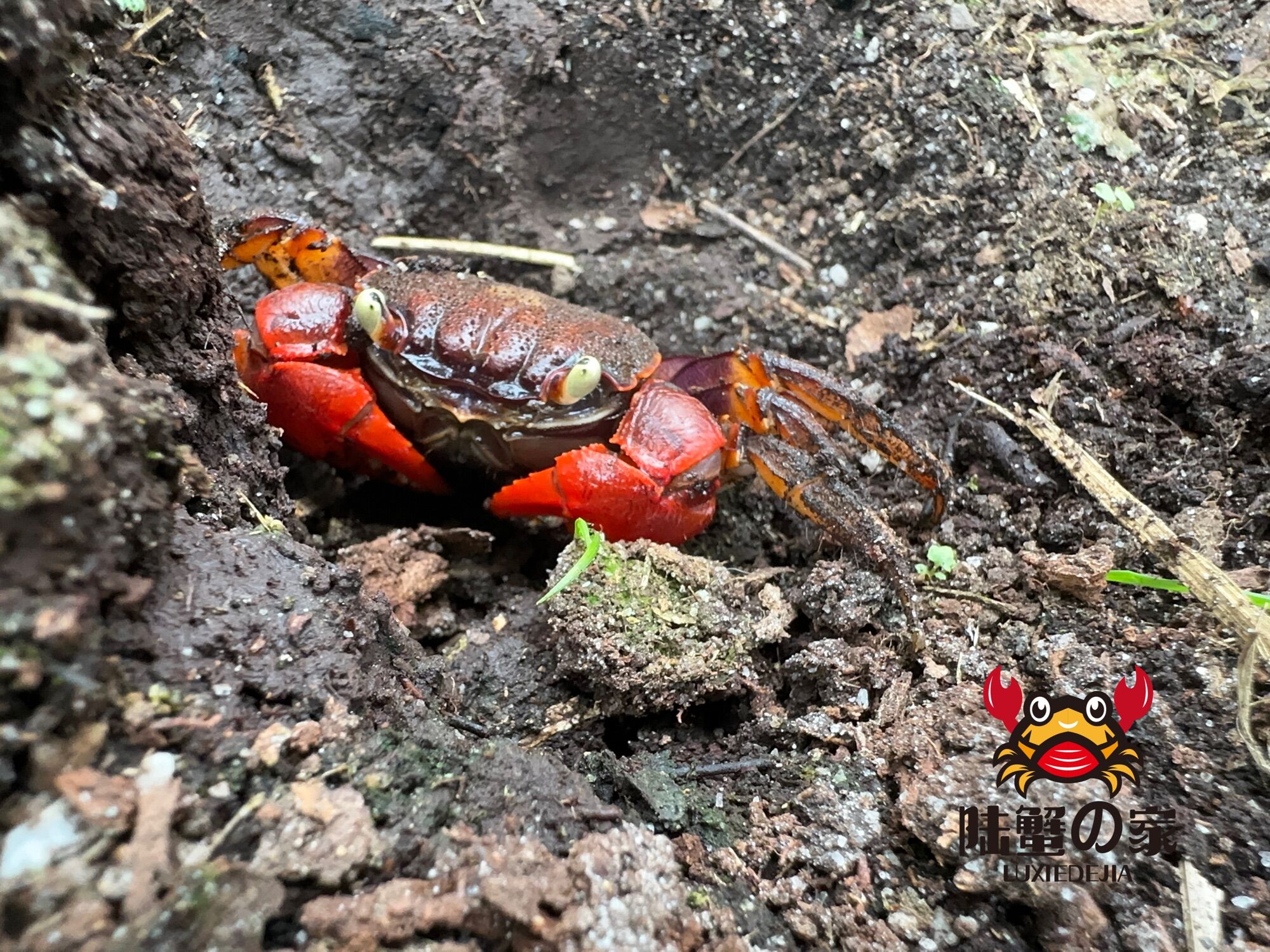 Neosarmatium meinerti/Red spider crab | Lazada