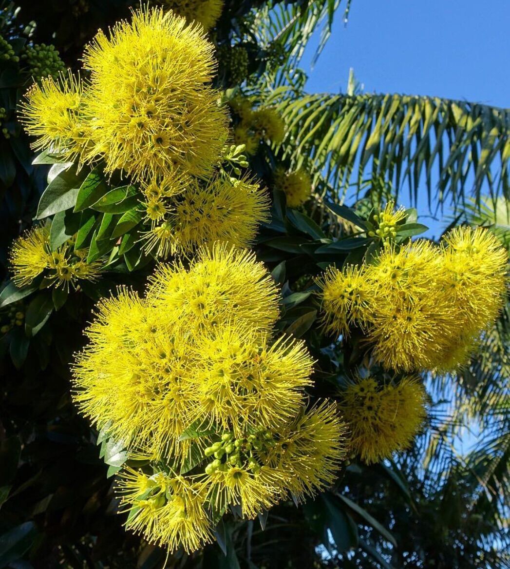 Pokok golden penda | Lazada