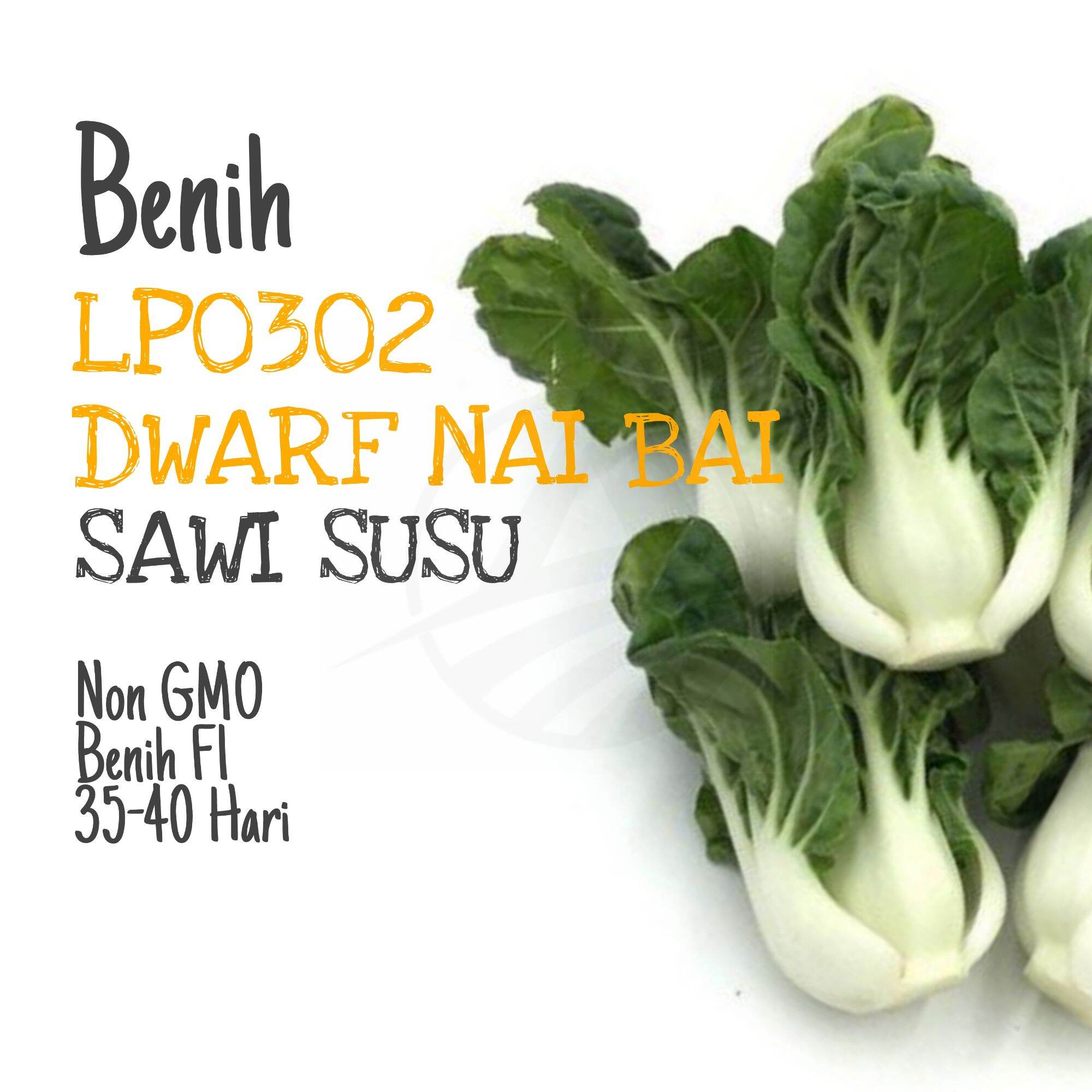 BENIH Sawi Susu | Dwarf Nai Bai Seeds | Lazada