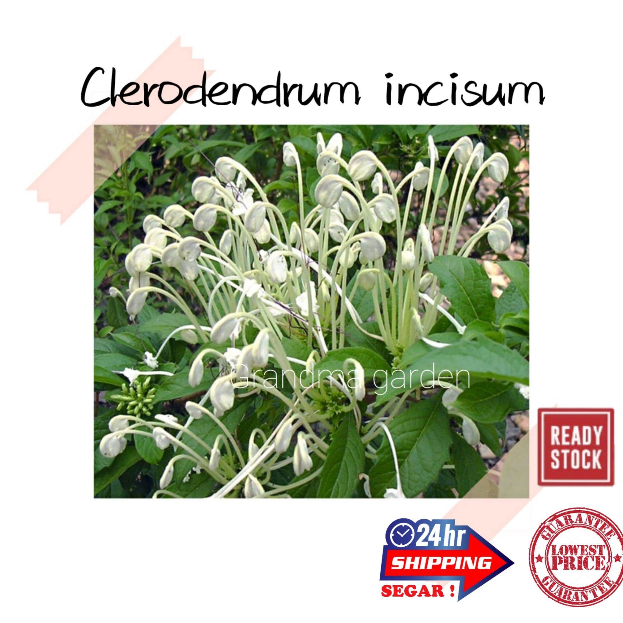 (GG real plant) clerodendrum incisum ^ musical note plant rotheca ...