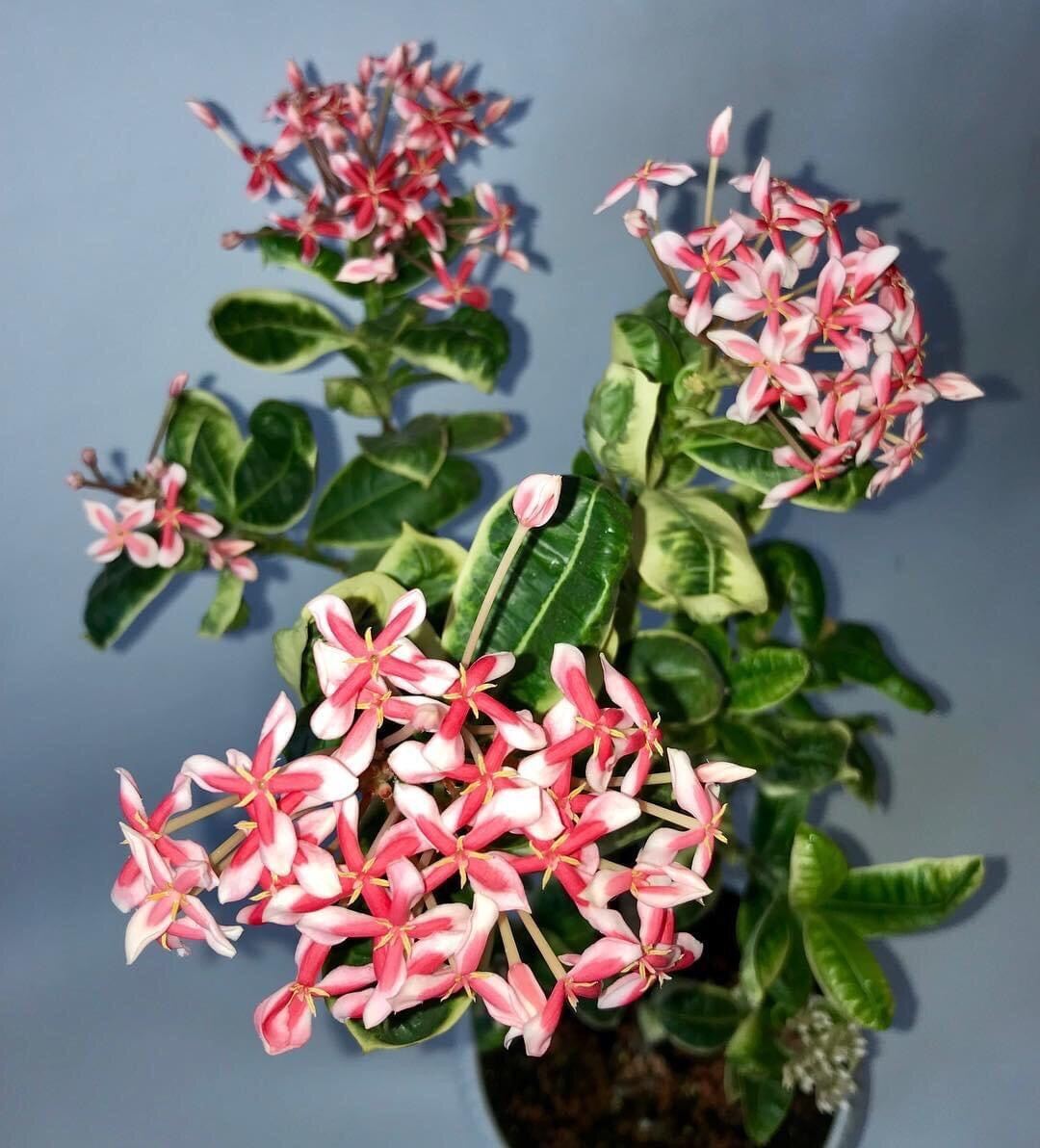 Ixora frozen star / variagated ixora | Lazada