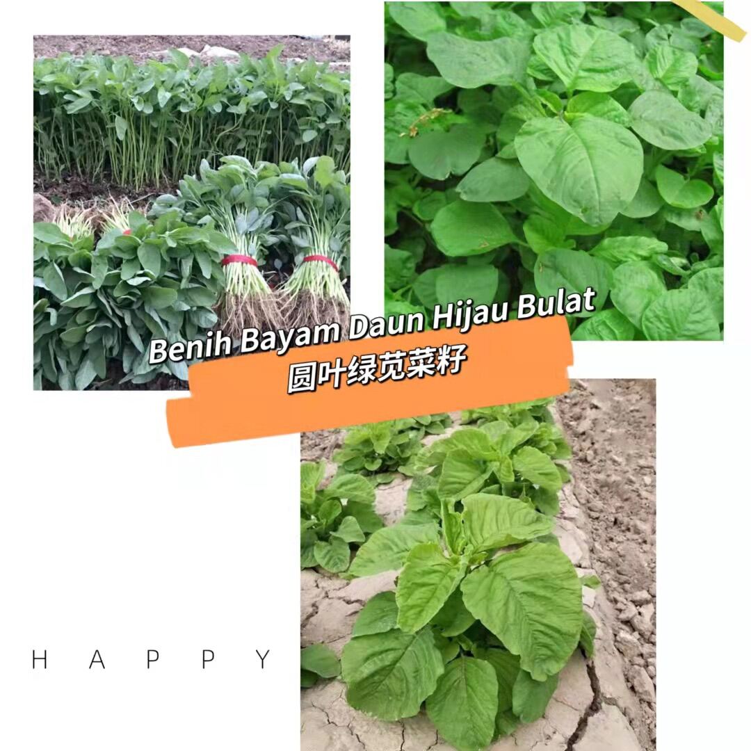 Benih Bayam Daun Hijau Bulat / 圆绿苋菜籽咯”250pcs | Lazada